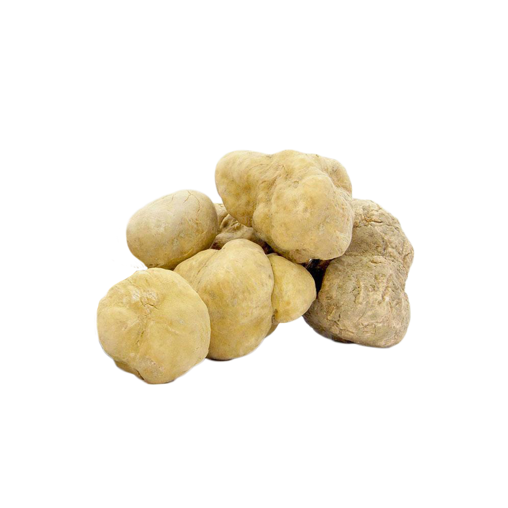 Fresh White Truffles - 8 oz | Sabatino Truffles